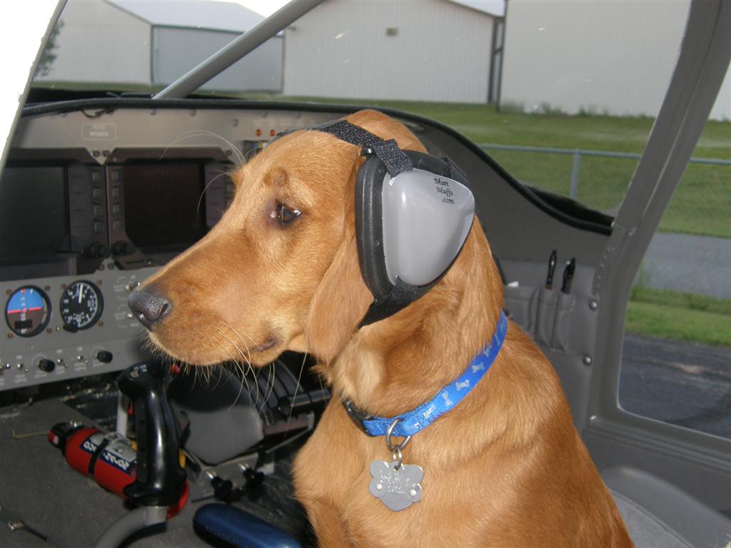 Bring your Best Friend Along! Mutt Muffs! Bring your Best Friend Along! Mutt Muffs!